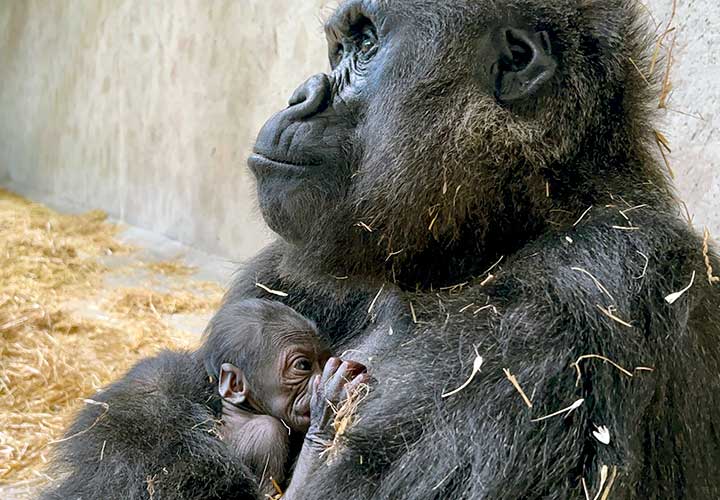 Baby gorilla is born at Detroit Zoo — the first in its 96-year history | News, Sports, Jobs ...